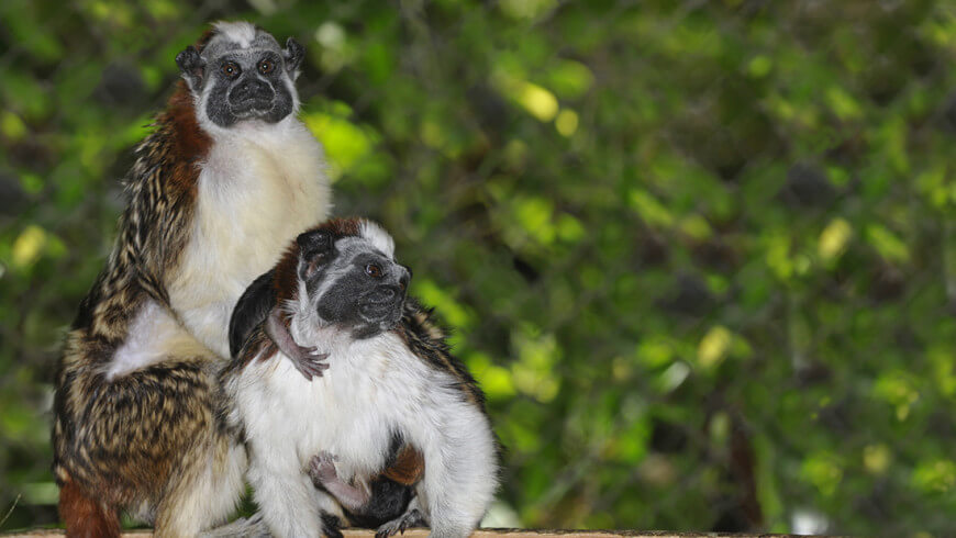 Animales del Santuario NATUWA — Jaguares, dantas, osos perezosos, lapas ...