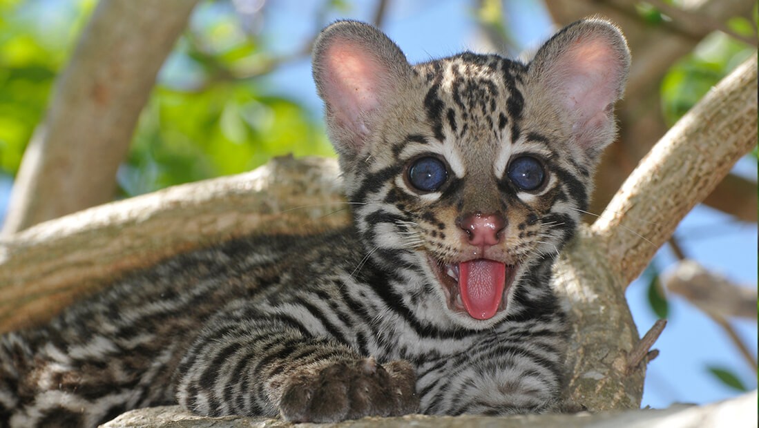El Ocelote, Central America| NATUWA, Wildlife Sanctuary