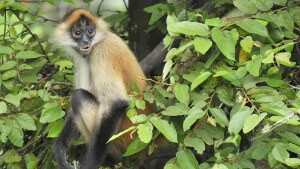 NATUWA, Wildlife Sanctuary and Rescue Center | Costa Rica