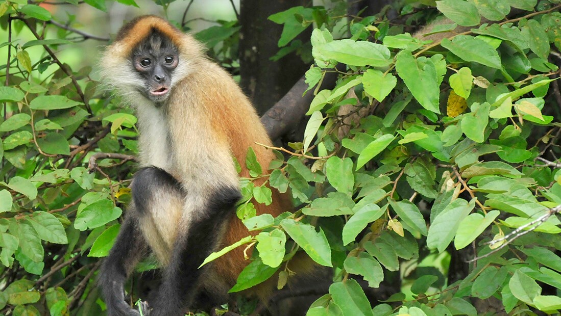 Mono araña en Costa Rica | NATUWA, Santuario de Animales