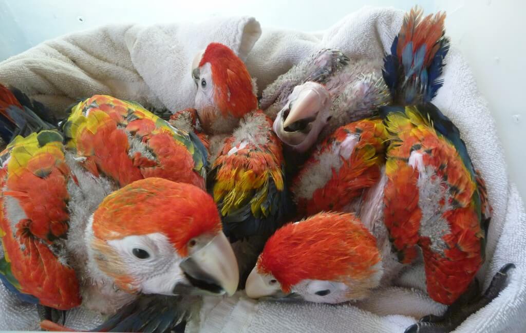 Macaw Conservation Sanctuary | NATUWA Santuario de Lapas ️