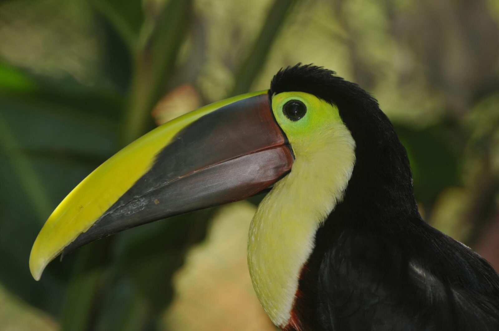 Tucanes de Costa Rica (Ramphastos ambiguus) — NATUWA, Costa Rica