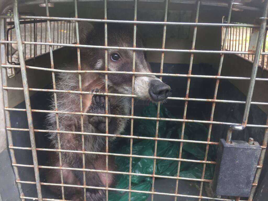 Pizote (Nasua Narica) rescatado | NATUWA, Santuario de Lapas, Costa Rica