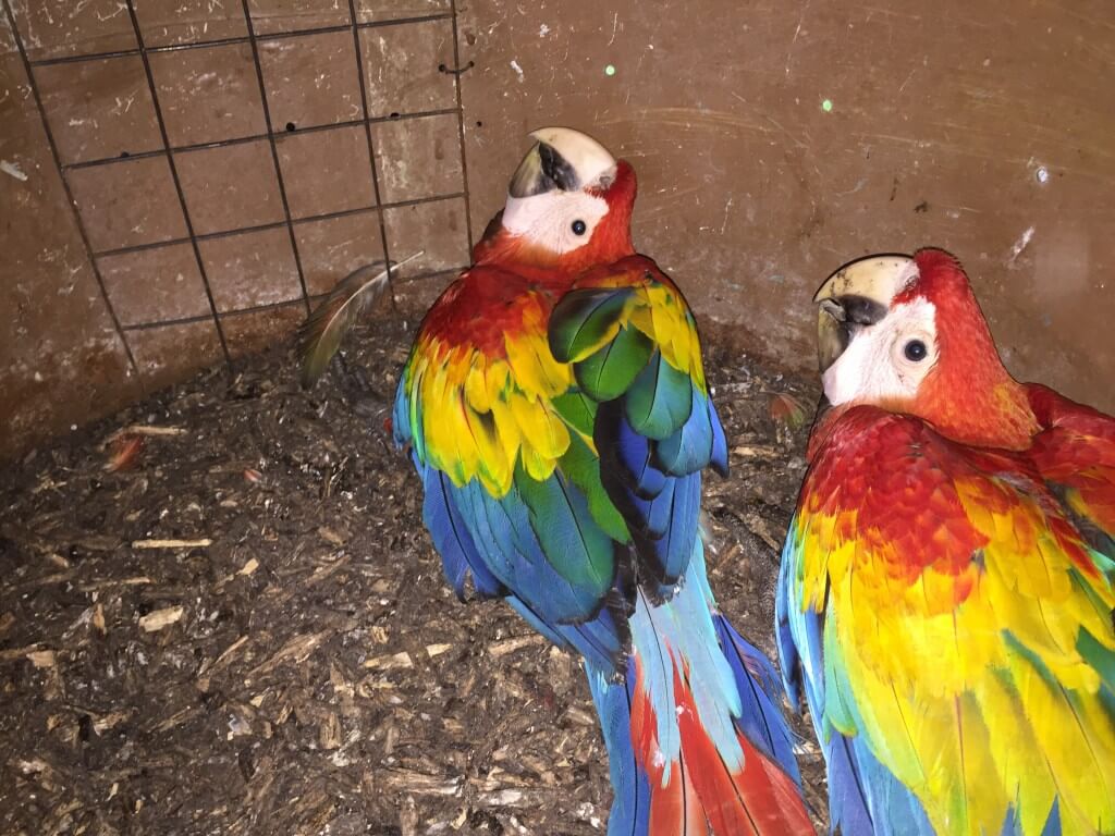 Macaw Conservation Sanctuary | NATUWA Santuario de Lapas ️