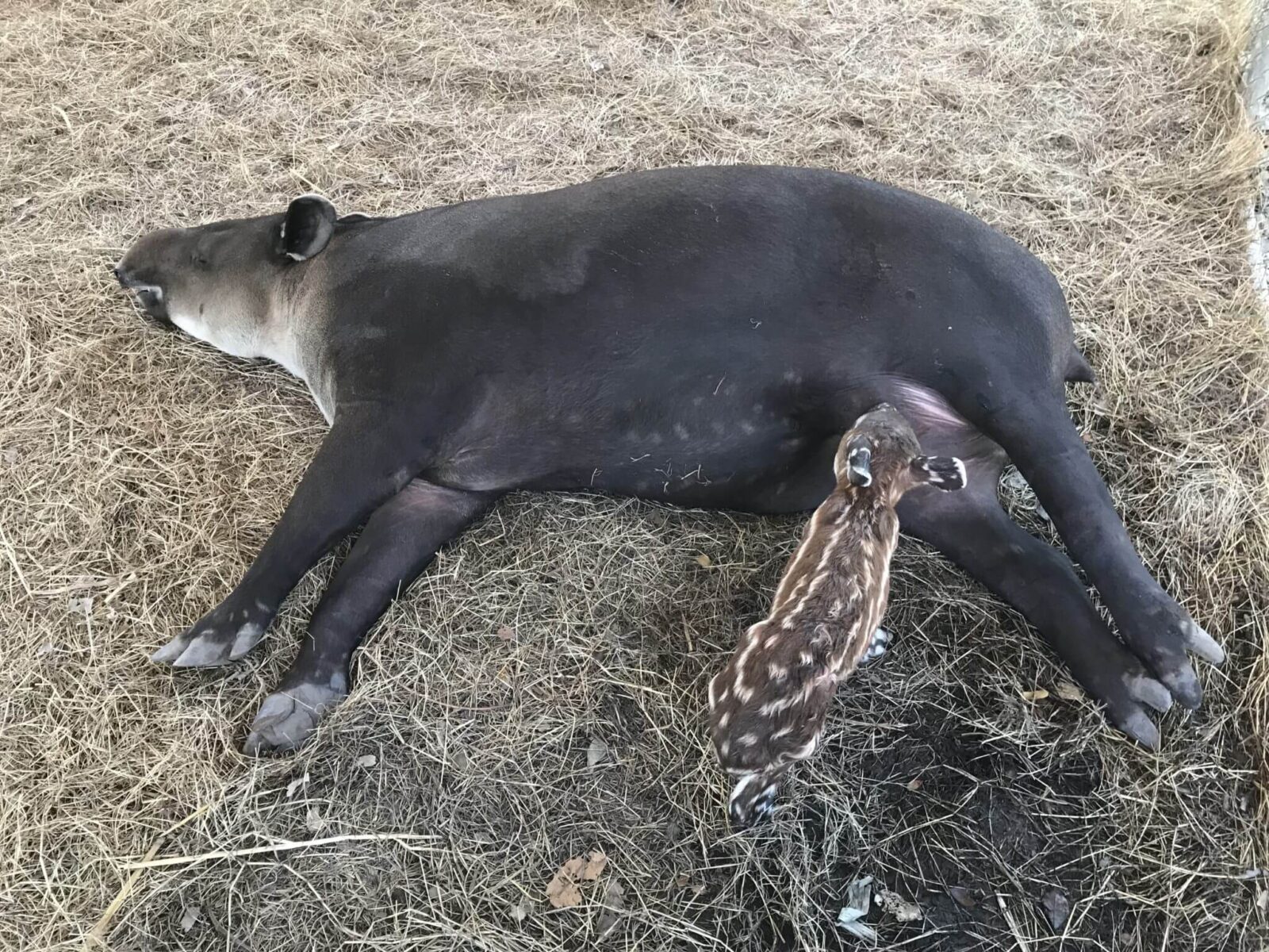 Nacimiento de danta (Tapirus bairdii) | NATUWA, Santuario de Lapas ...