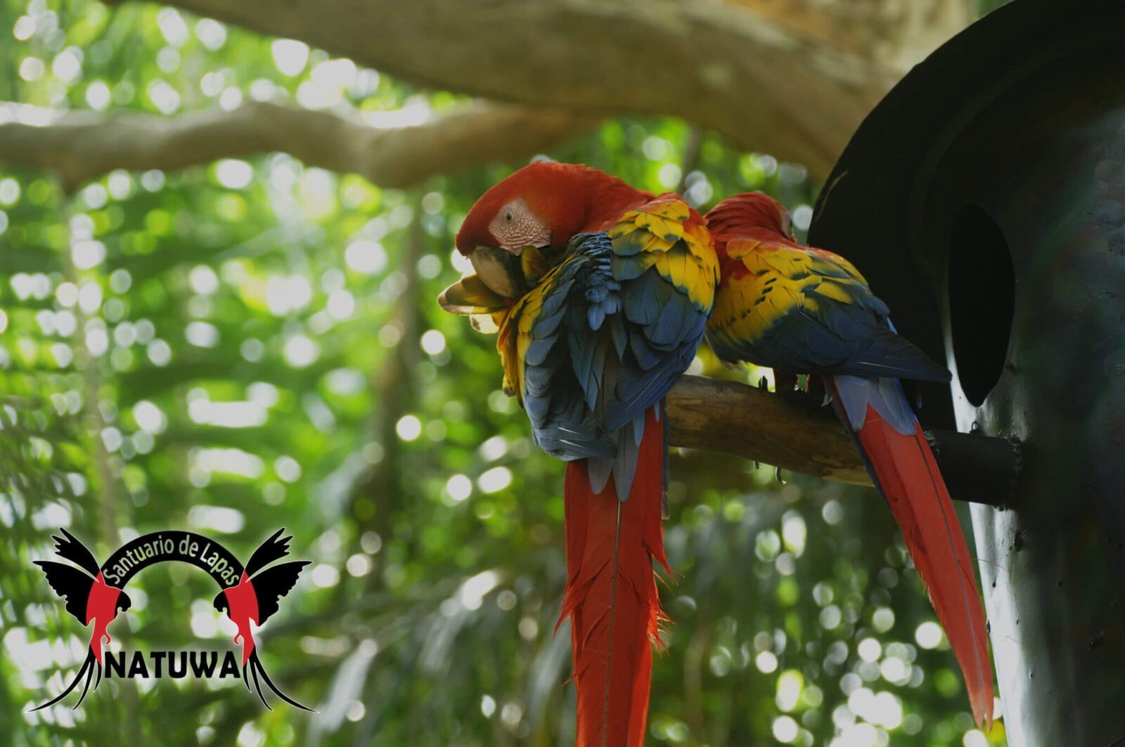 Macaw Conservation Sanctuary | NATUWA Santuario de Lapas ️