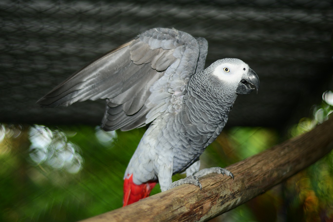Loro africano gris | NATUWA, Santuario de Lapas, Costa Rica
