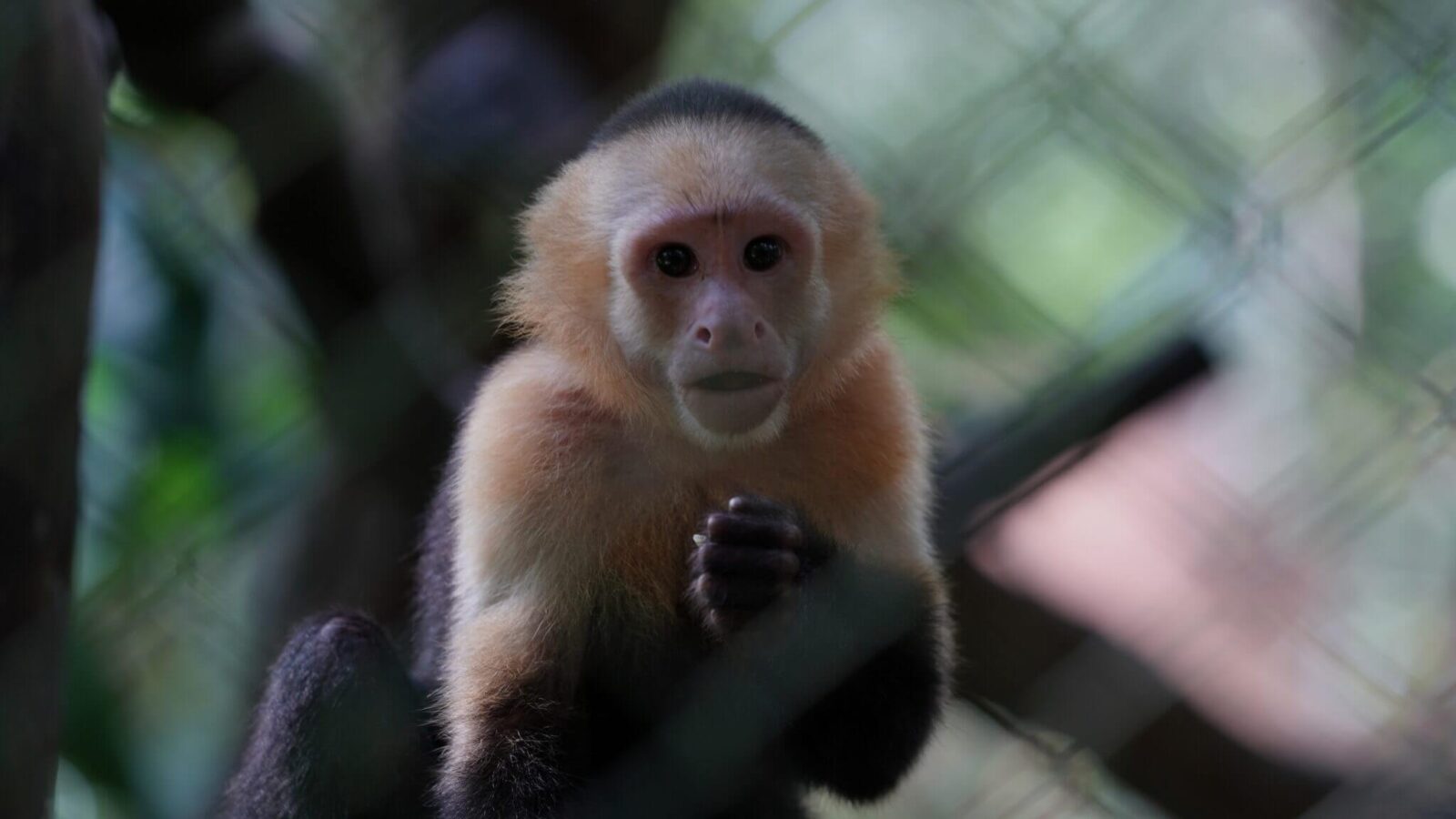 White face monkey finds home in Natuwa