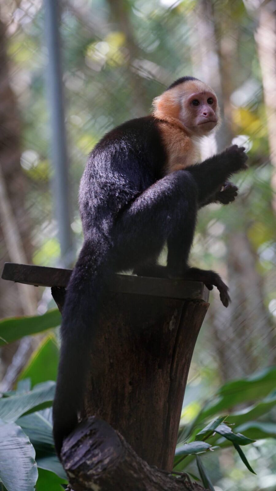 White face monkey finds home in Natuwa