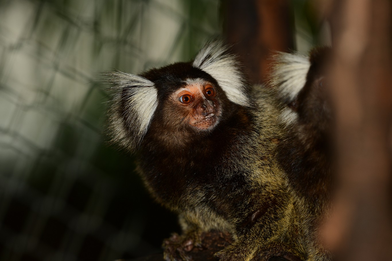Marmoset monkey | NATUWA, Wildlife Sanctuary, Costa Rica