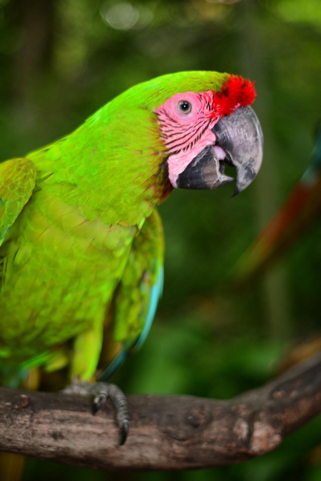 The Great green macaw | NATUWA, Wildlife Sanctuary, Costa Rica