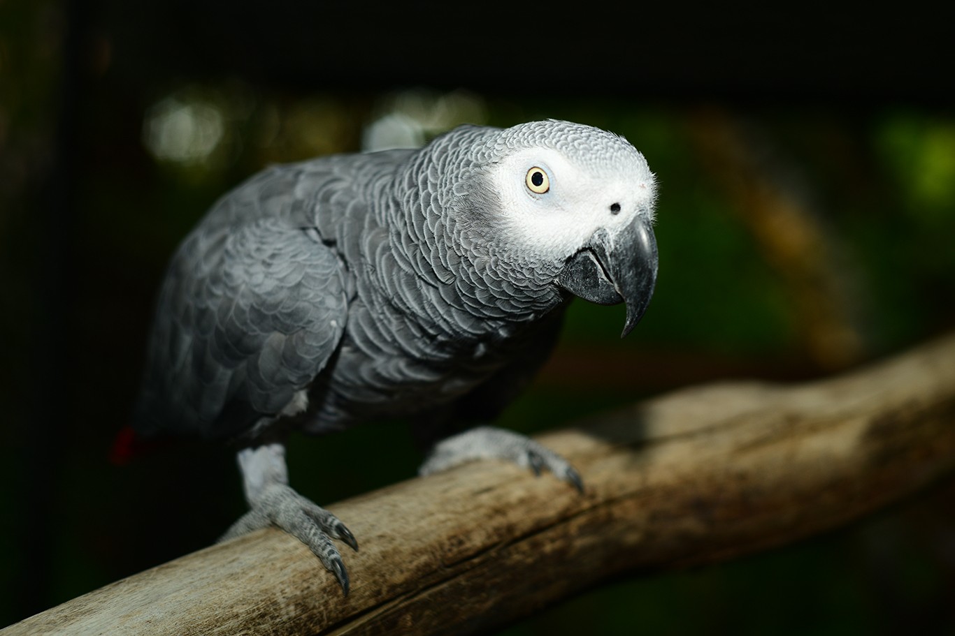 Loro africano gris | NATUWA, Santuario de Lapas, Costa Rica