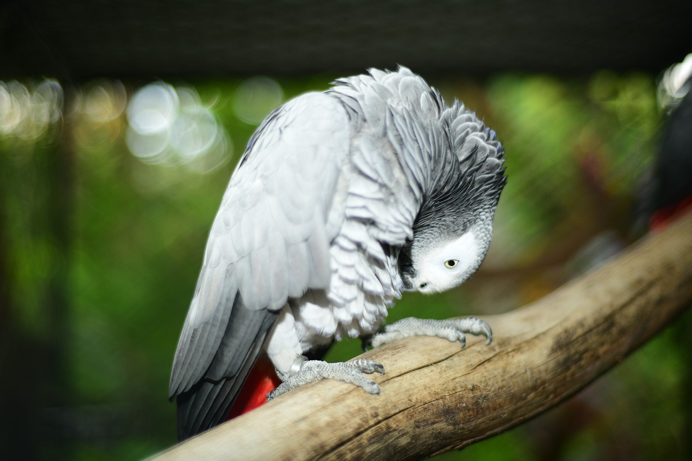 NATUWA, Wildlife Sanctuary and Rescue Center | Costa Rica