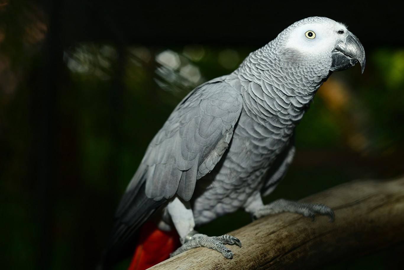 Loro africano gris | NATUWA, Santuario de Lapas, Costa Rica