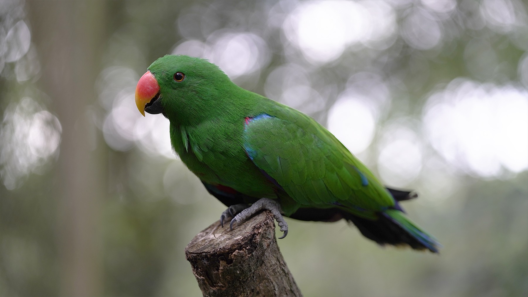 El loro eclectus | NATUWA, Santuario de Lapas, Costa Rica