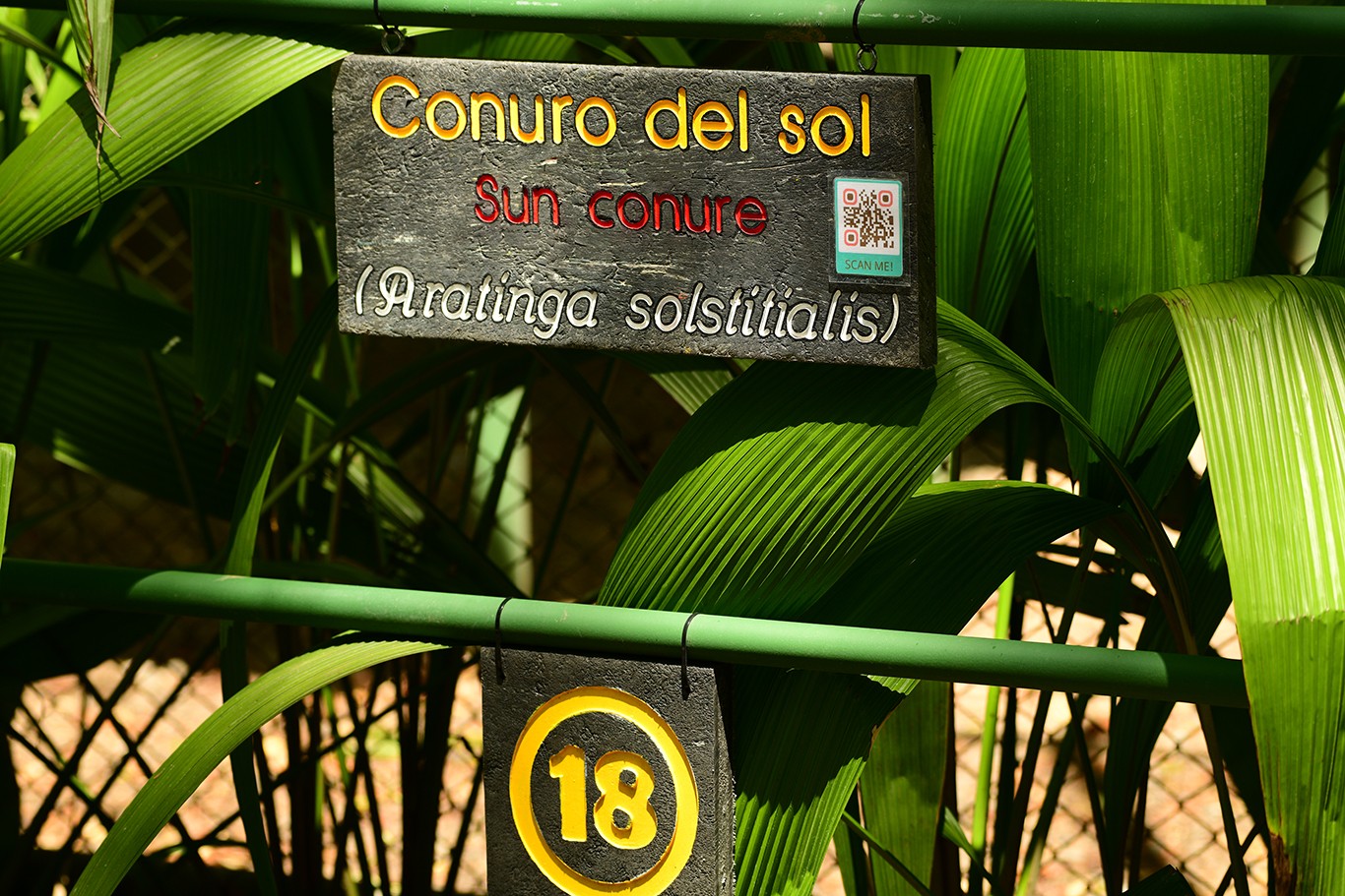 Dónde ver Conuros del Sol en Costa Rica ? | NATUWA Santuario de ...