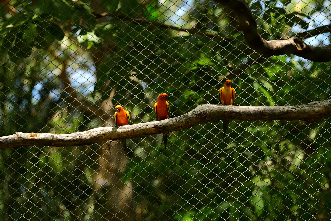 Dónde ver Conuros del Sol en Costa Rica ? | NATUWA Santuario de ...