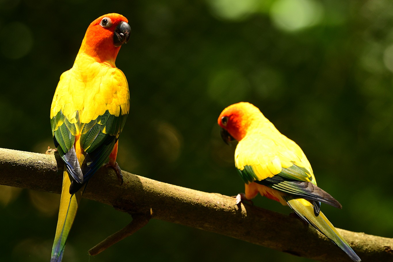 Dónde ver Conuros del Sol en Costa Rica ? | NATUWA Santuario de ...