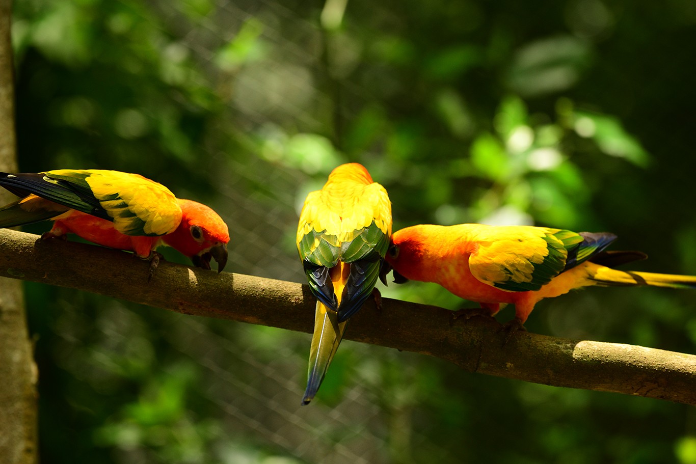 Dónde ver Conuros del Sol en Costa Rica ? | NATUWA Santuario de ...