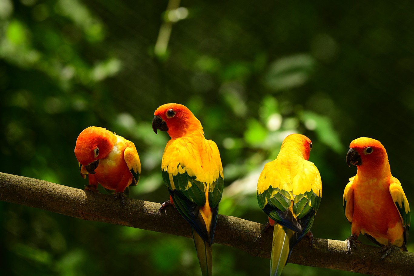 Dónde ver Conuros del Sol en Costa Rica ? | NATUWA Santuario de ...