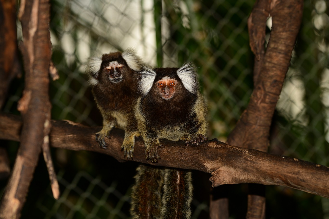 Marmoset monkey | NATUWA, Wildlife Sanctuary, Costa Rica
