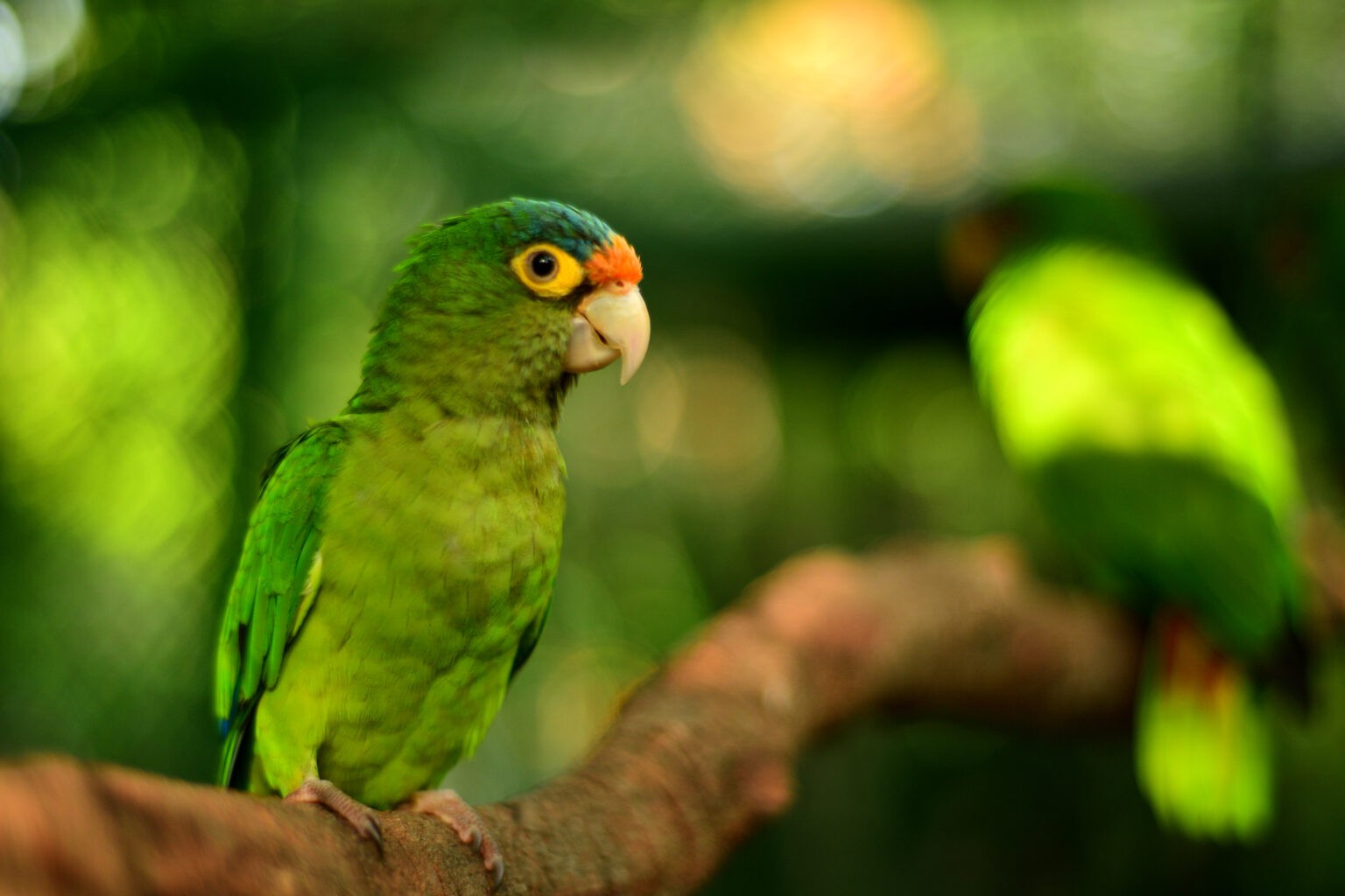 Animales del Santuario NATUWA — Jaguares, dantas, lapas y más.