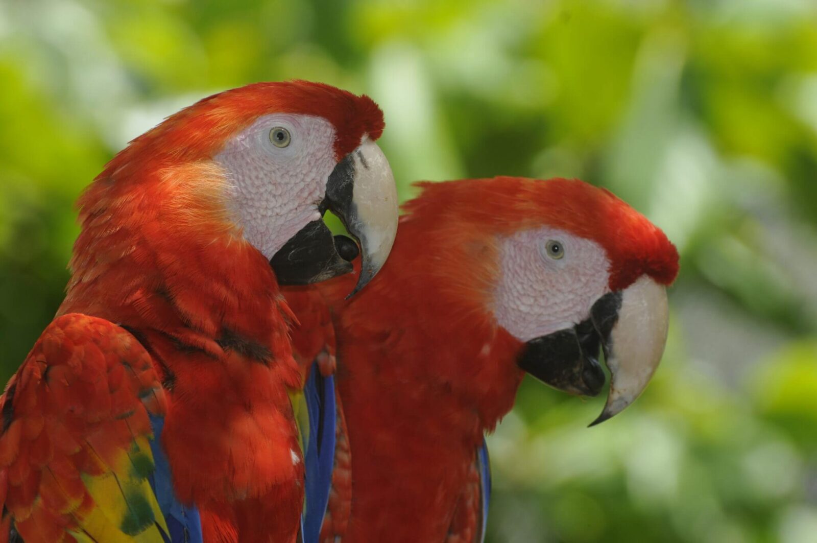 Macaw Conservation Sanctuary | NATUWA Santuario de Lapas ️