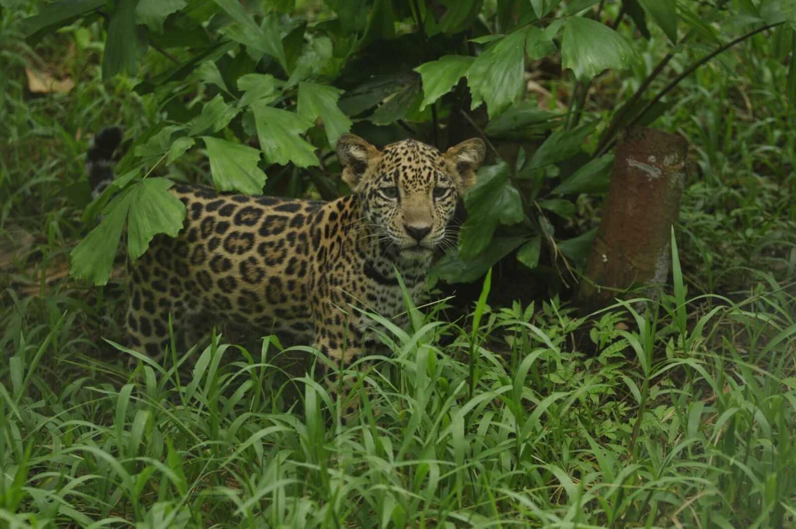 Jaguar Sanctuary in Puntarenas (Panthera onca) | NATUWA, Costa Rica