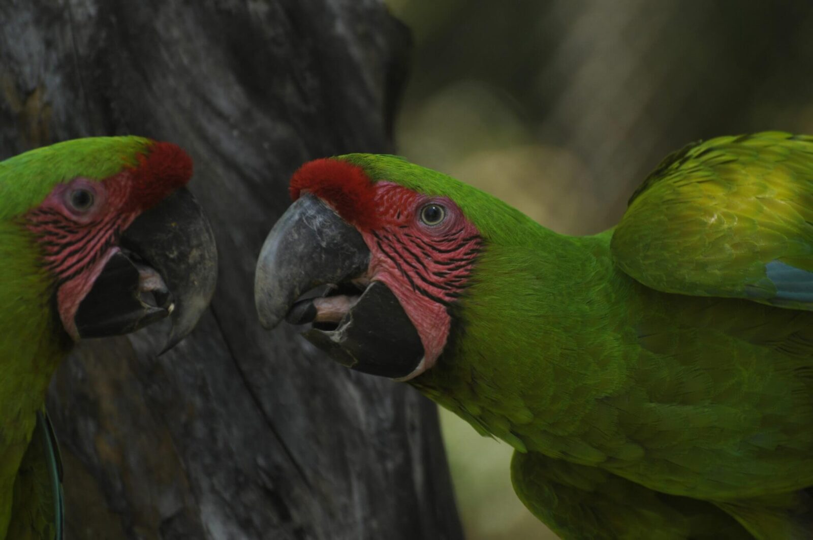 Lapa verde, Ara ambiguus - NATUWA, Santuario de lapas, Costa Rica