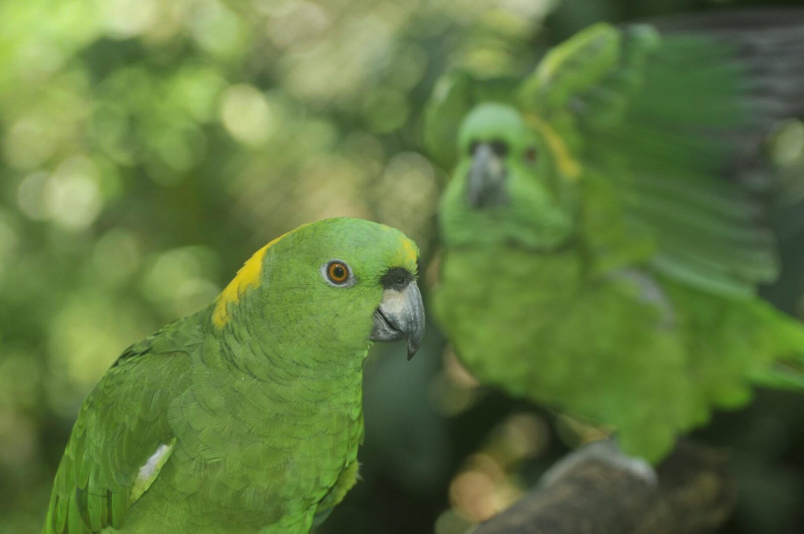 Yellow-naped amazon — NATUWA Wildlife Sanctuary, Costa Rica