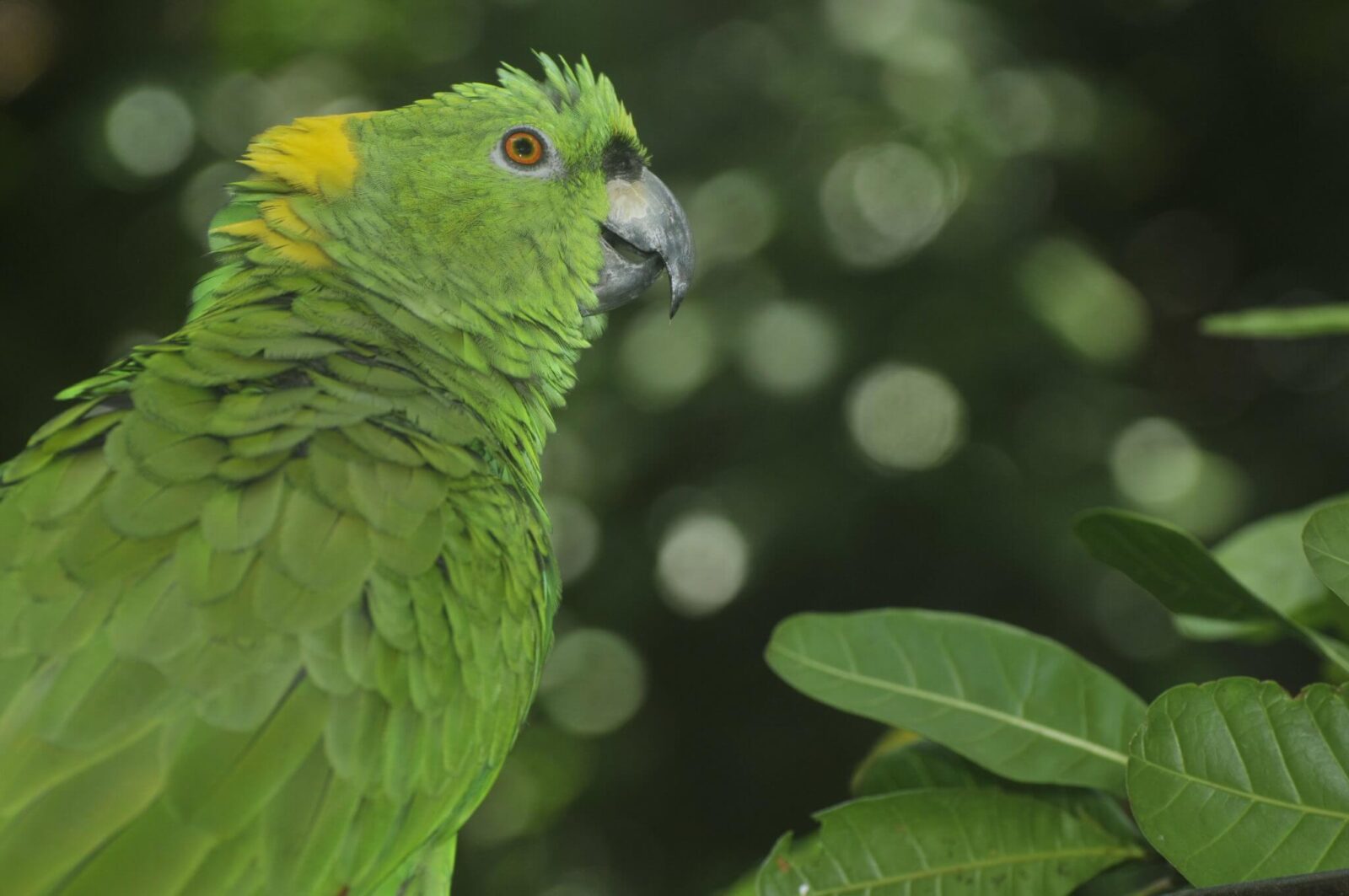 La lora copete amarillo de Costa Rica — NATUWA Santuario de Lapas