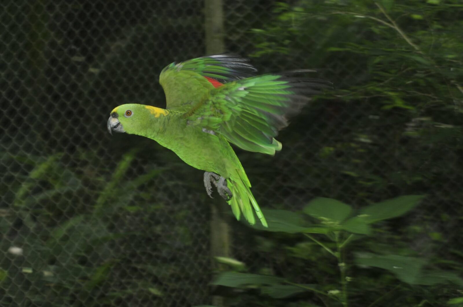La lora copete amarillo de Costa Rica — NATUWA Santuario de Lapas