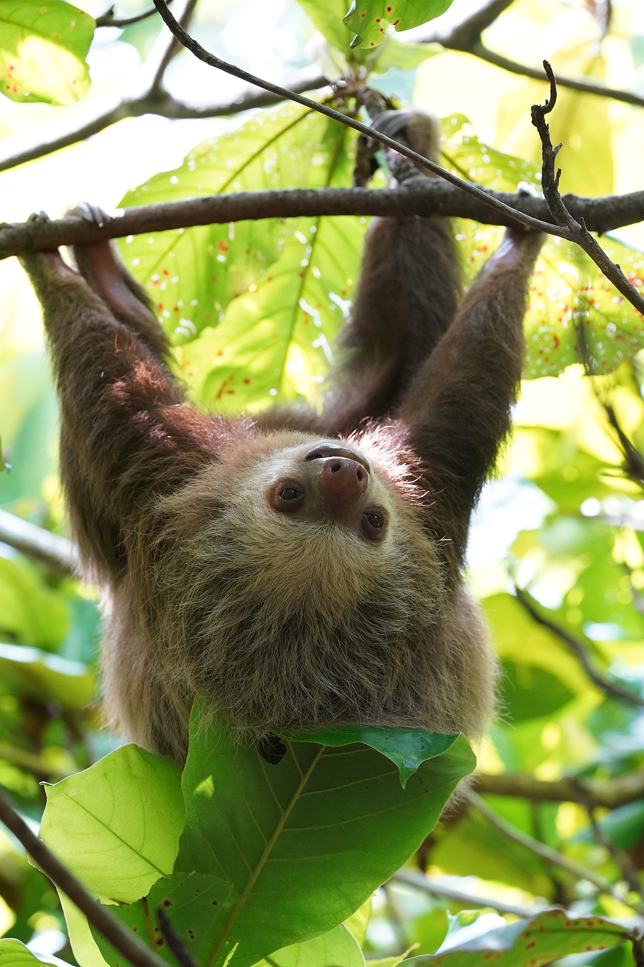 Perezoso de tres dedos y perezoso de dos dedos en Costa Rica