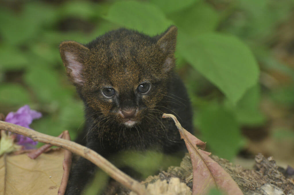 Eyra Cat in Costa Rica (Leon breñero) — NATUWA Wildlife Sanctuary
