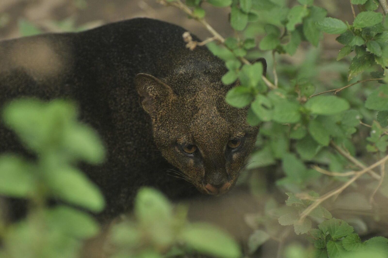 Eyra Cat in Costa Rica (Leon breñero) — NATUWA Wildlife Sanctuary
