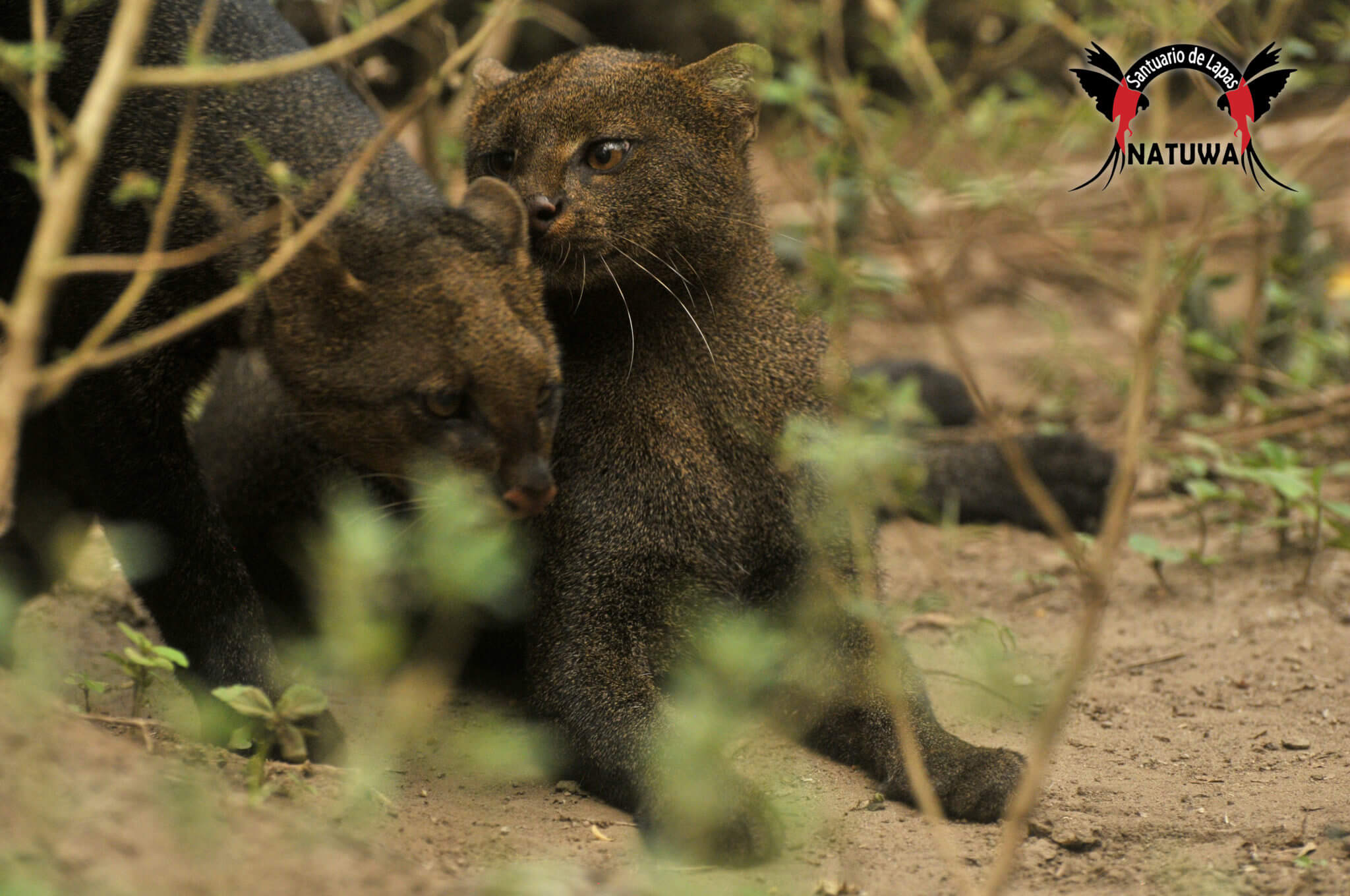 Eyra Cat in Costa Rica (Leon breñero) — NATUWA Wildlife Sanctuary