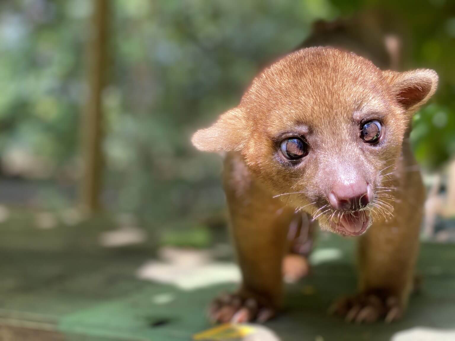 Animales del Santuario NATUWA — Jaguares, dantas, lapas y más.