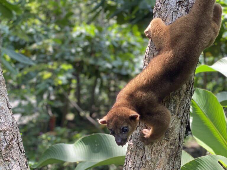 Kinkajou in Costa Rica: Where to See It — NATUWA Wildlife