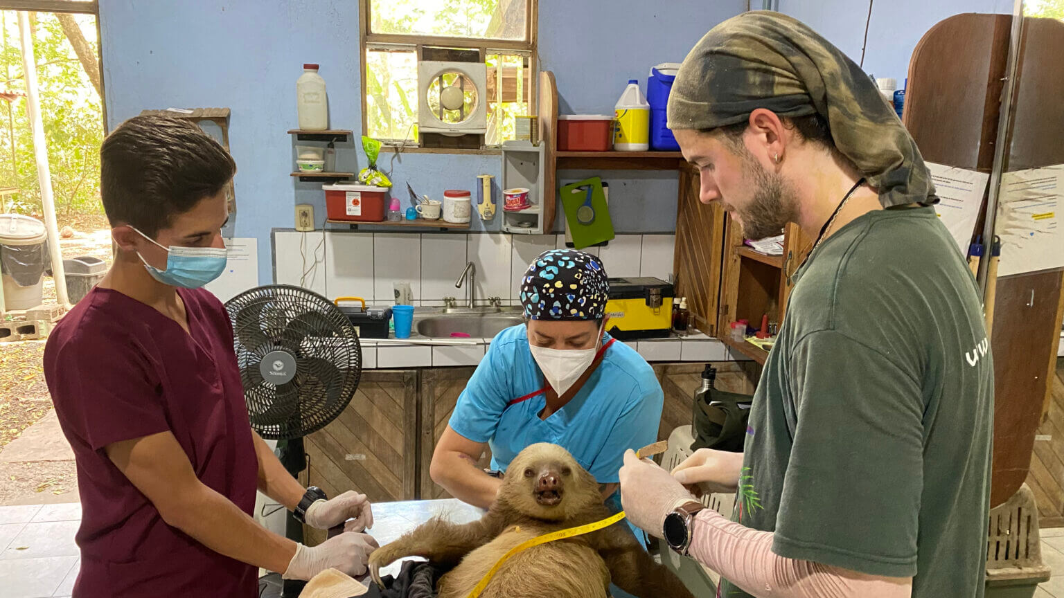 Pasantía veterinaria con animales silvestres en Costa Rica — Natuwa ...