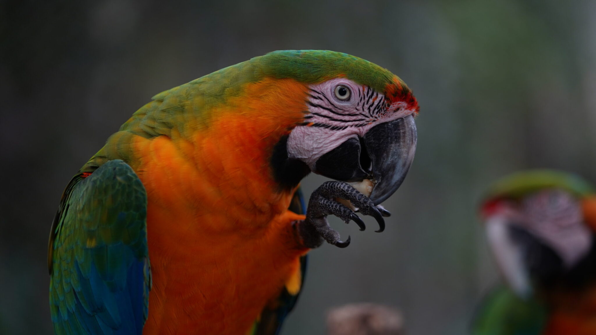 Guacamayo híbrido en Costa Rica— Natuwa, Santuario de lapas