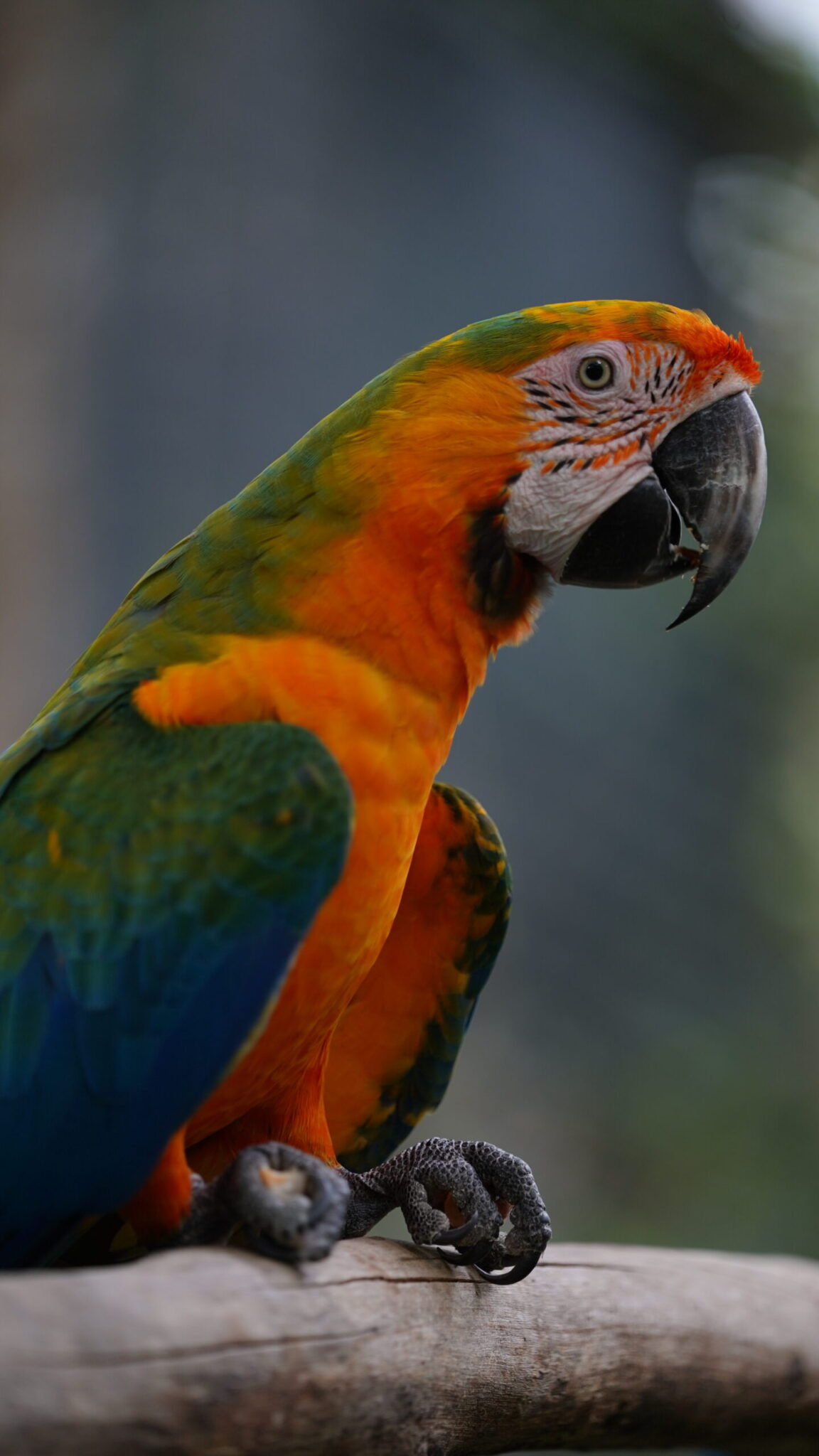 Guacamayo híbrido en Costa Rica— Natuwa, Santuario de lapas