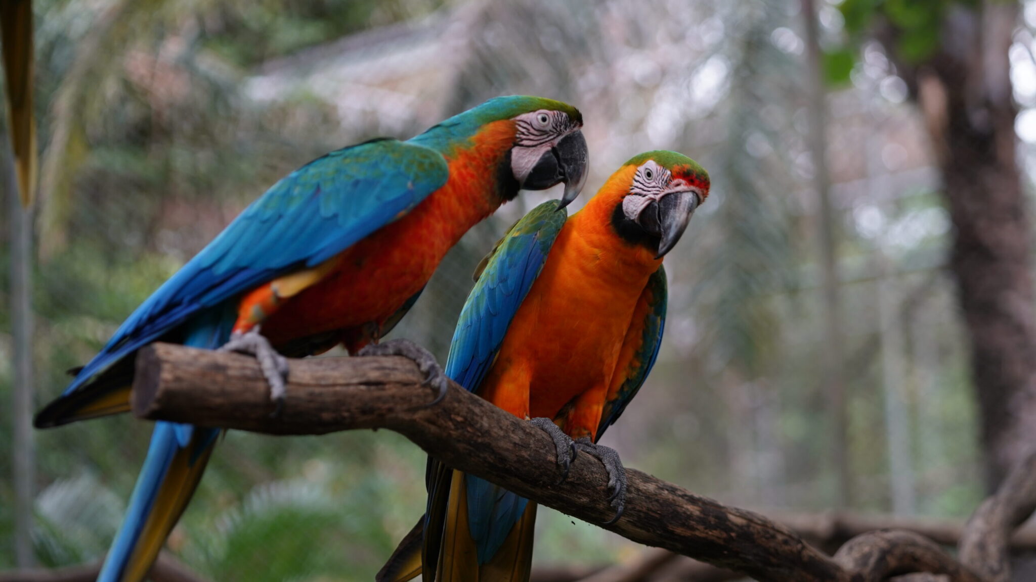 Guacamayo híbrido en Costa Rica— Natuwa, Santuario de lapas