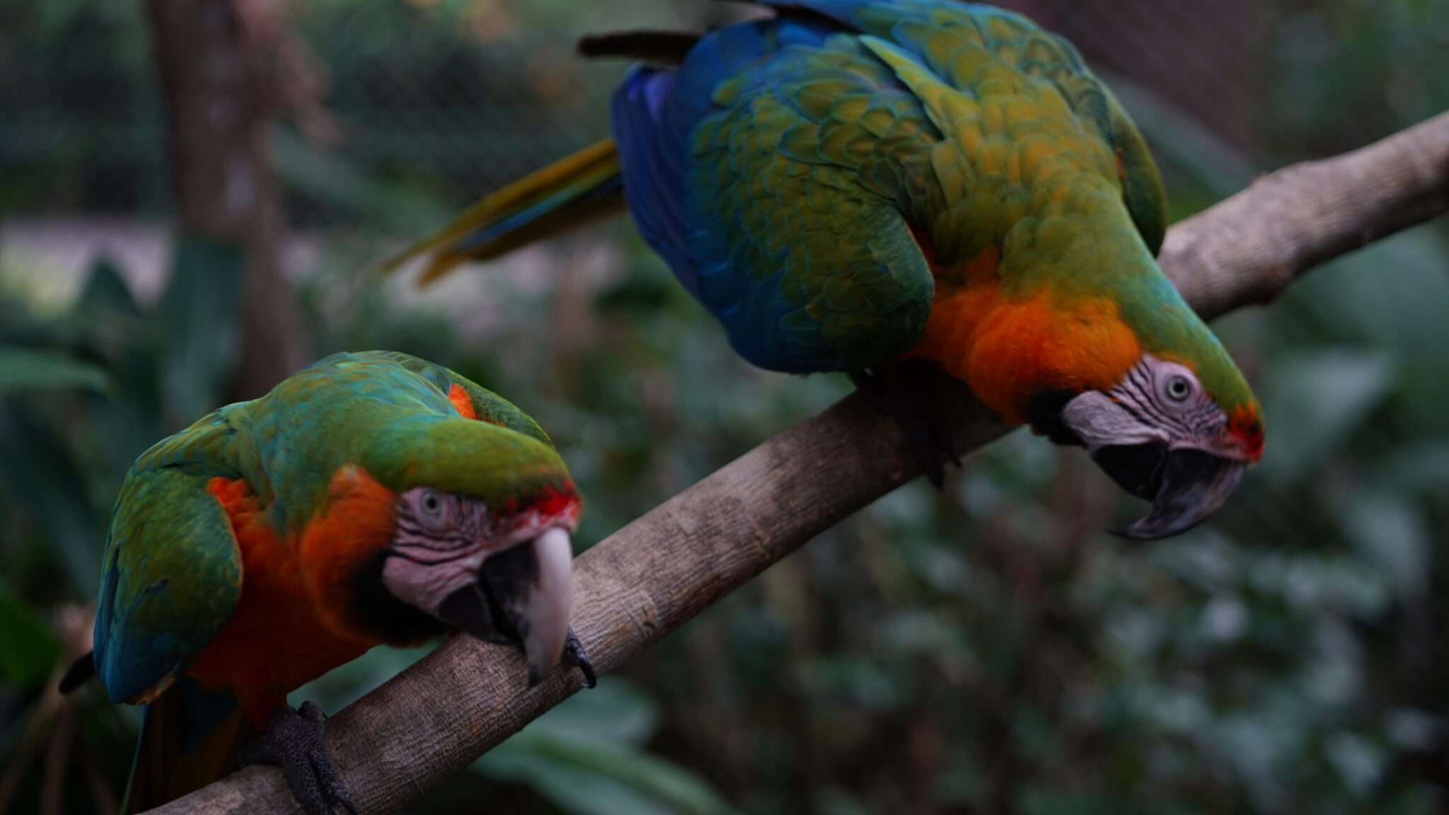 Guacamayo híbrido en Costa Rica— Natuwa, Santuario de lapas