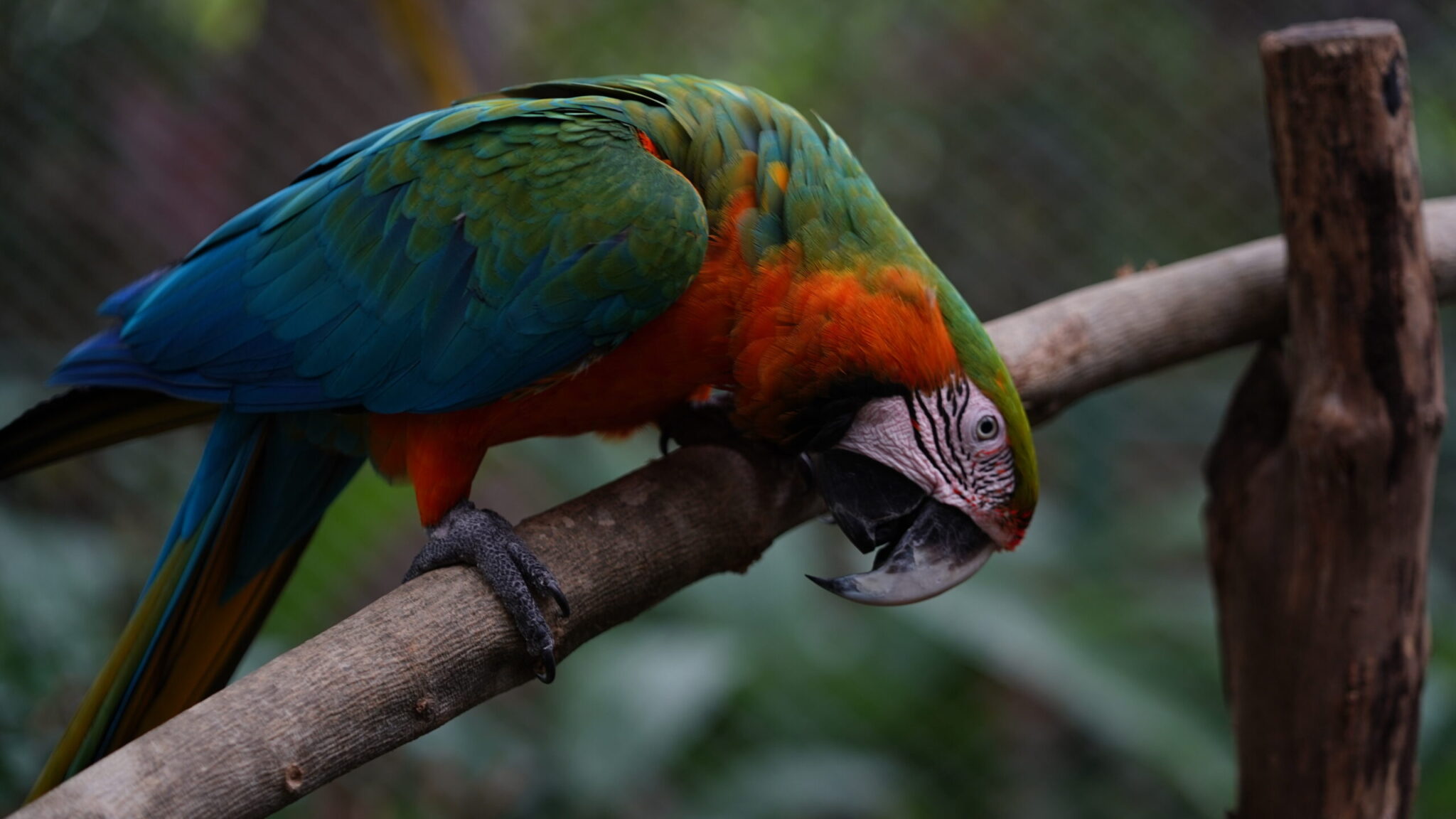 Guacamayo híbrido en Costa Rica— Natuwa, Santuario de lapas