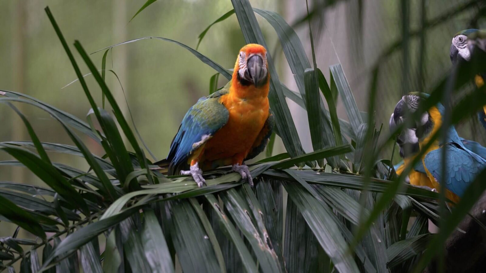 Hibrid macaw — Natuwa, Santuario de animales silvestres