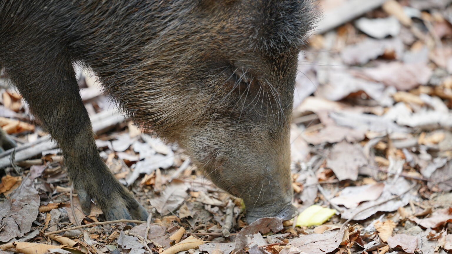 Chancho de Monte — Natuwa, Santuario de animales silvestres