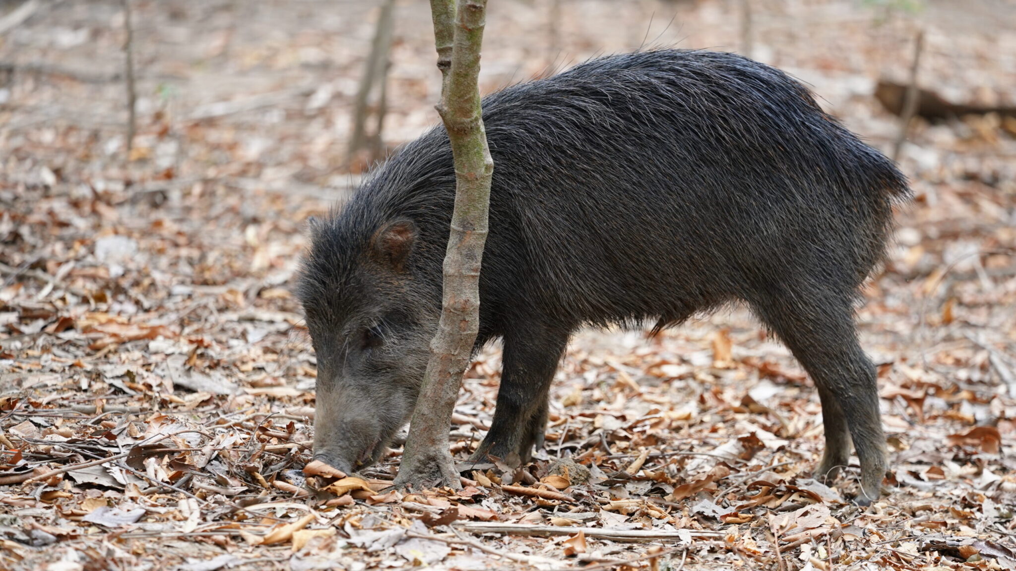 Chancho de Monte — Natuwa, Santuario de animales silvestres