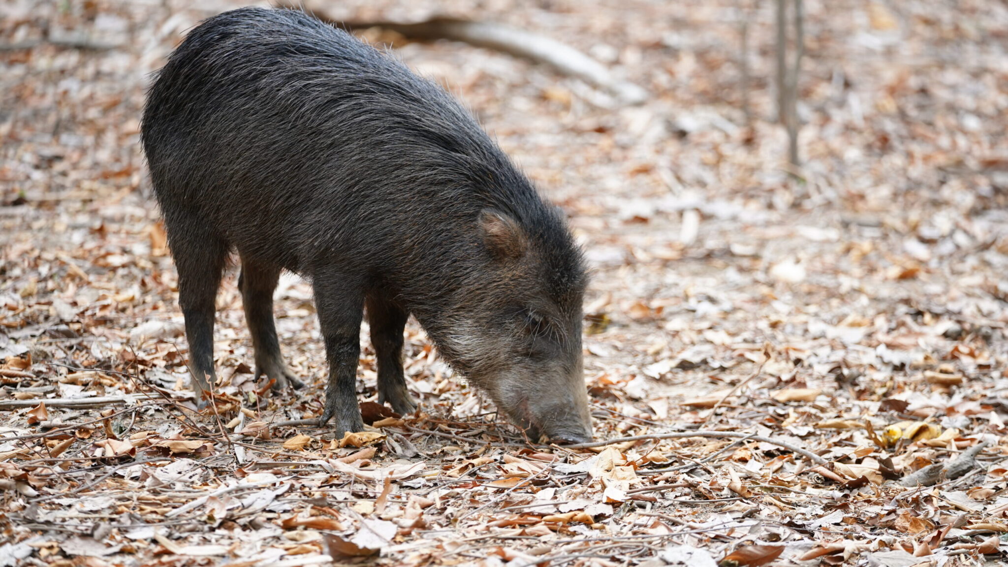 Chancho de Monte — Natuwa, Santuario de animales silvestres