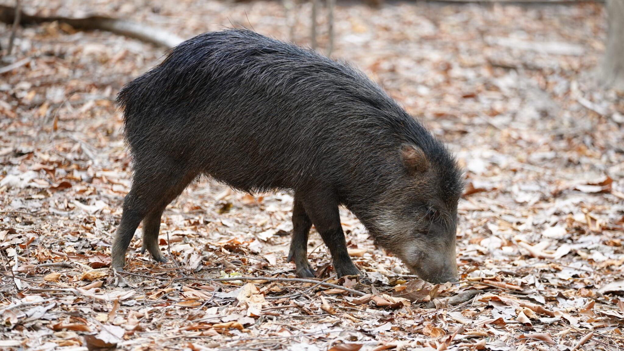Chancho de Monte — Natuwa, Santuario de animales silvestres