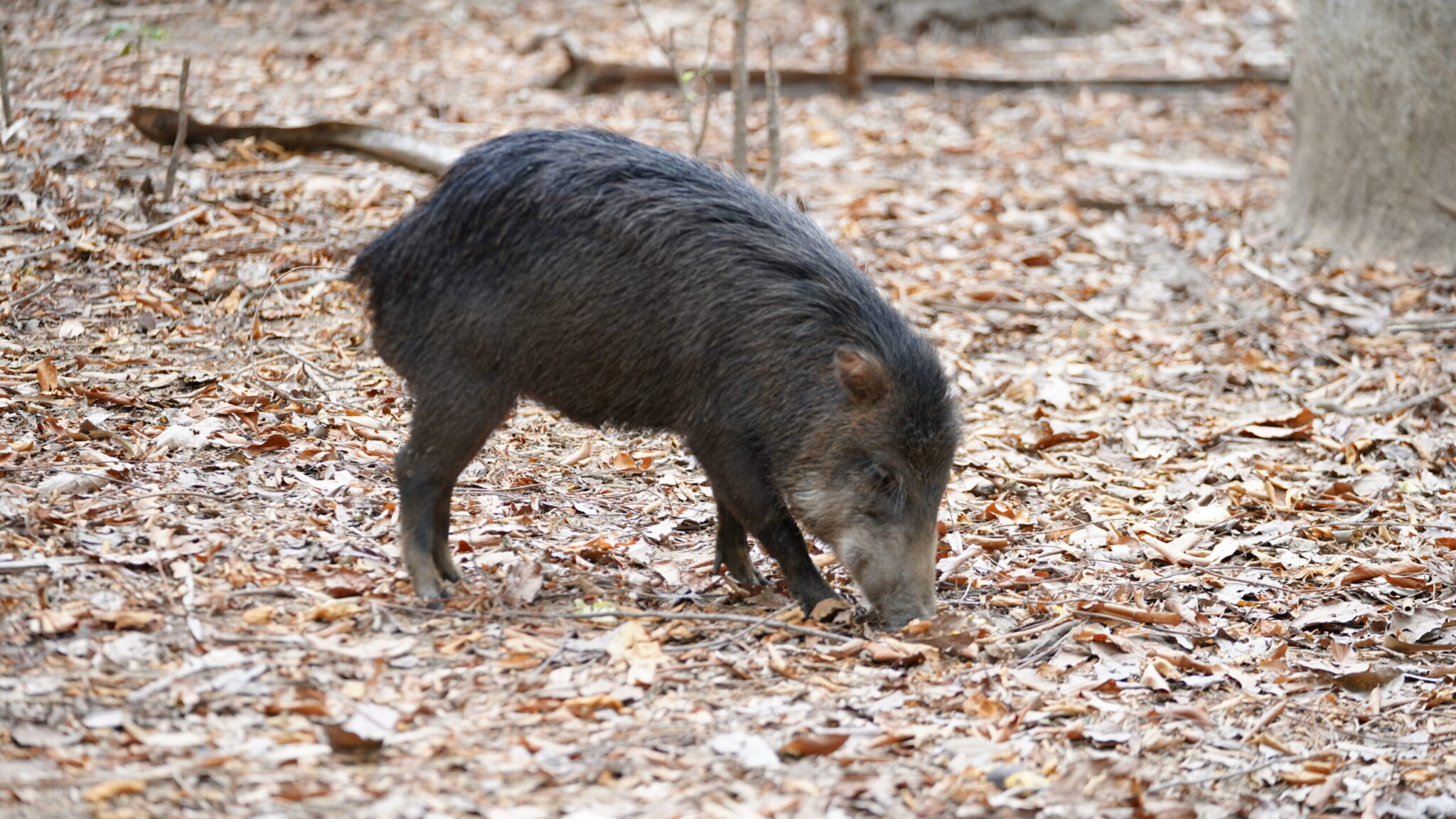 Chancho de Monte — Natuwa, Santuario de animales silvestres